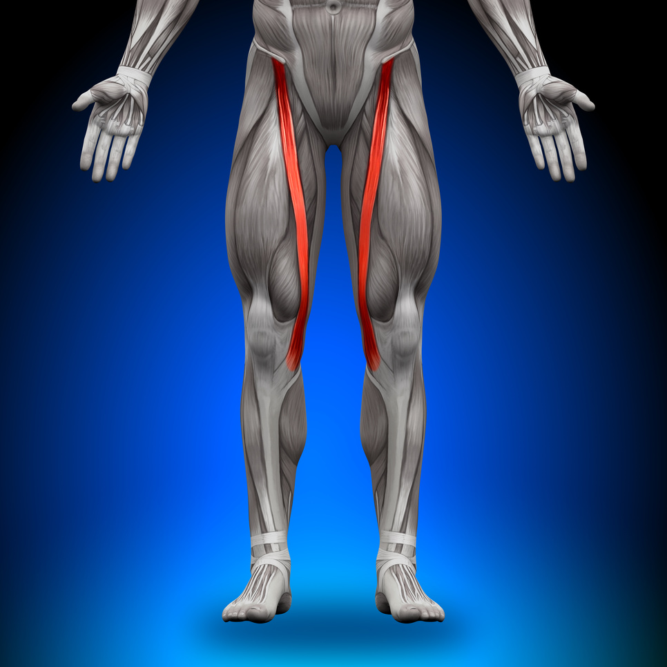 025443041-sartorius-anatomy-muscles – RoxStar Fitness Inner Circle