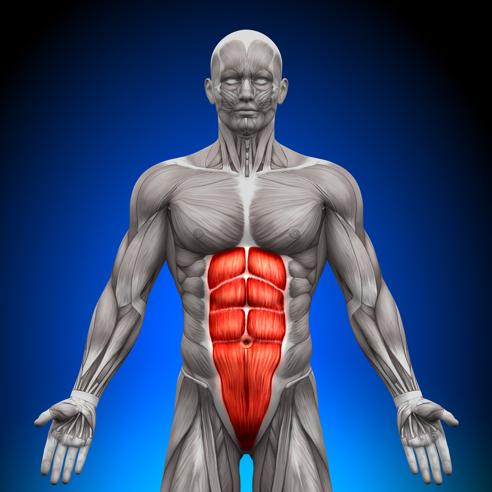 025443321-abs-anatomy-muscles – RoxStar Fitness Inner Circle